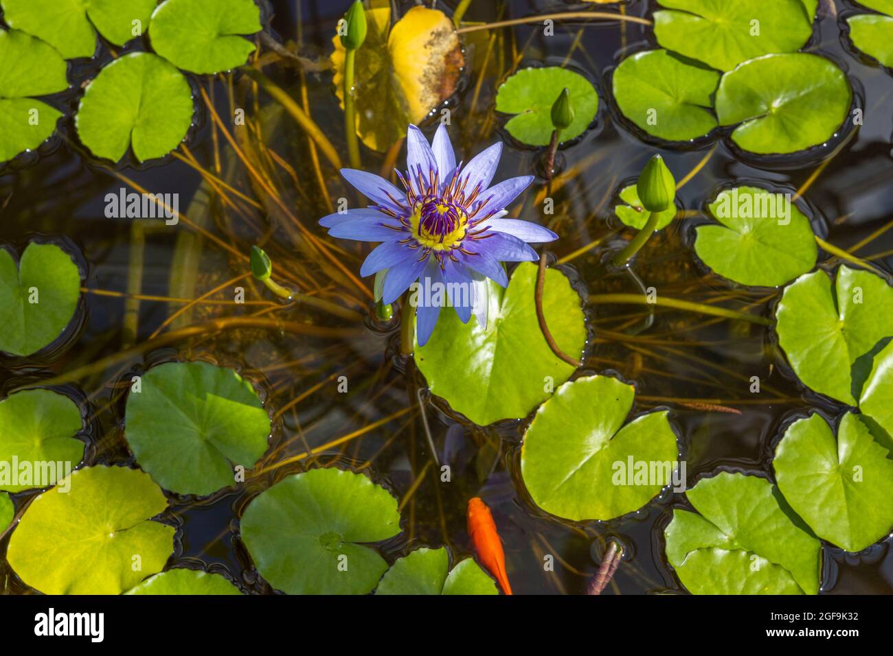 Close up view of tropical Nymphaea blue water lily flower. Sweden Stock ...