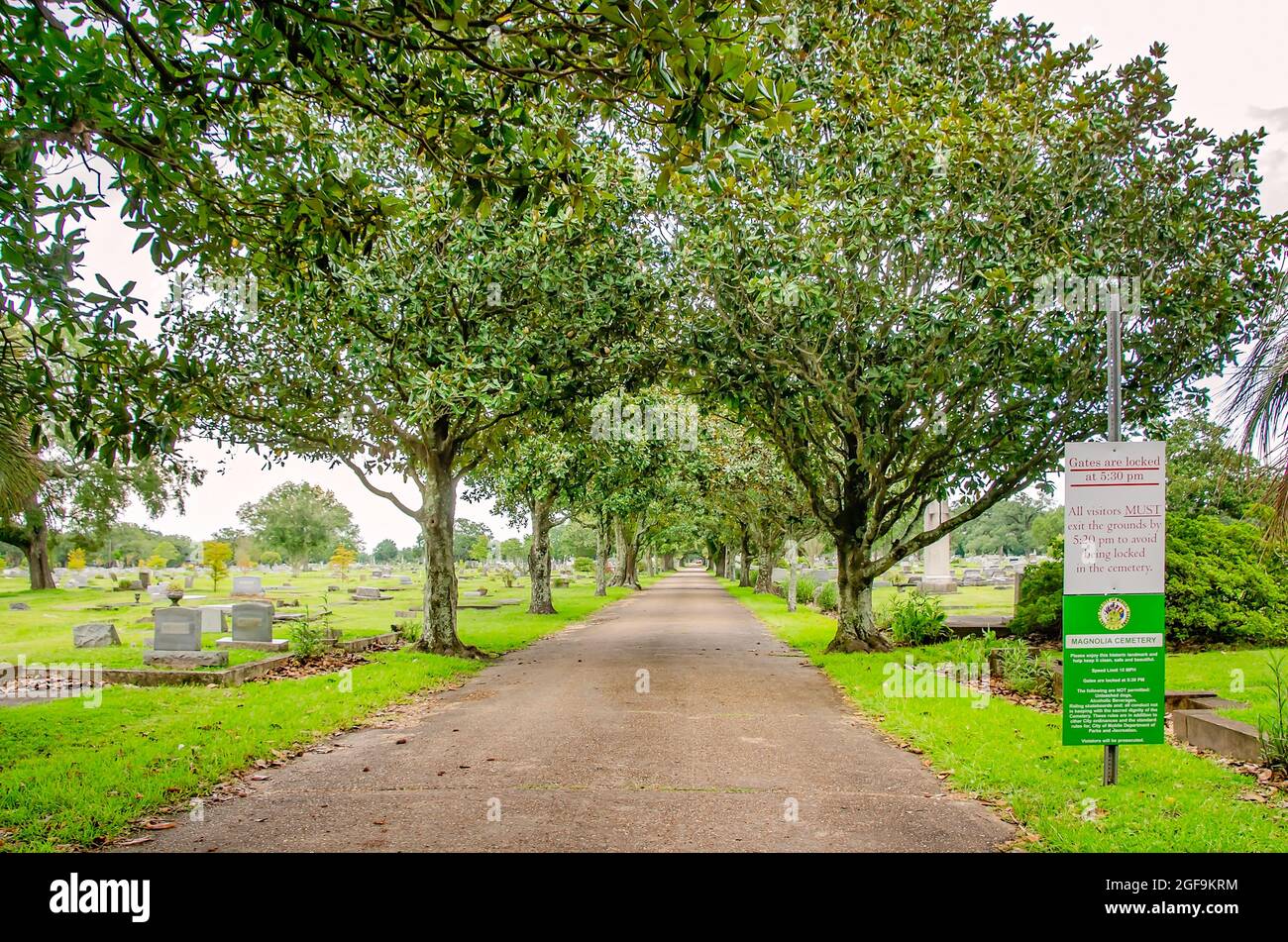 Magnolia trees hi-res stock photography and images - Alamy