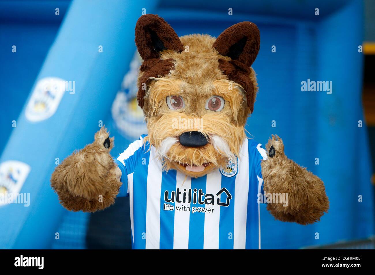 Huddersfield town mascot hi-res stock photography and images - Alamy