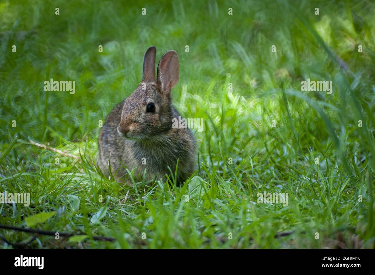 Rabbit in green grass in summer Stock Photo - Alamy