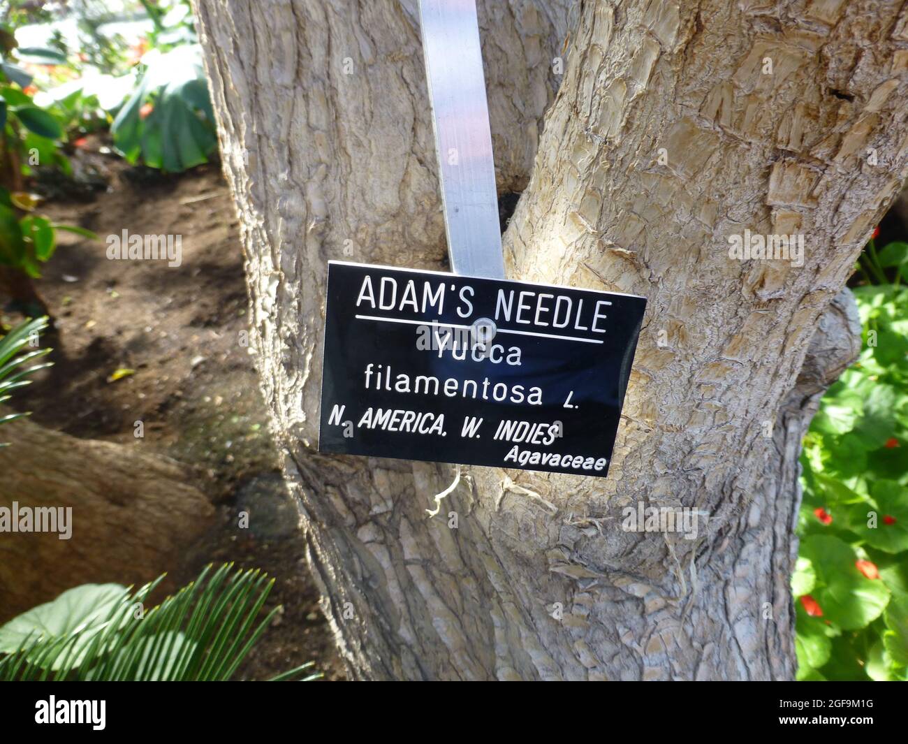 Sign Adams Needle yucca tree Botanical gardens Glasgow Scotland Adams ...