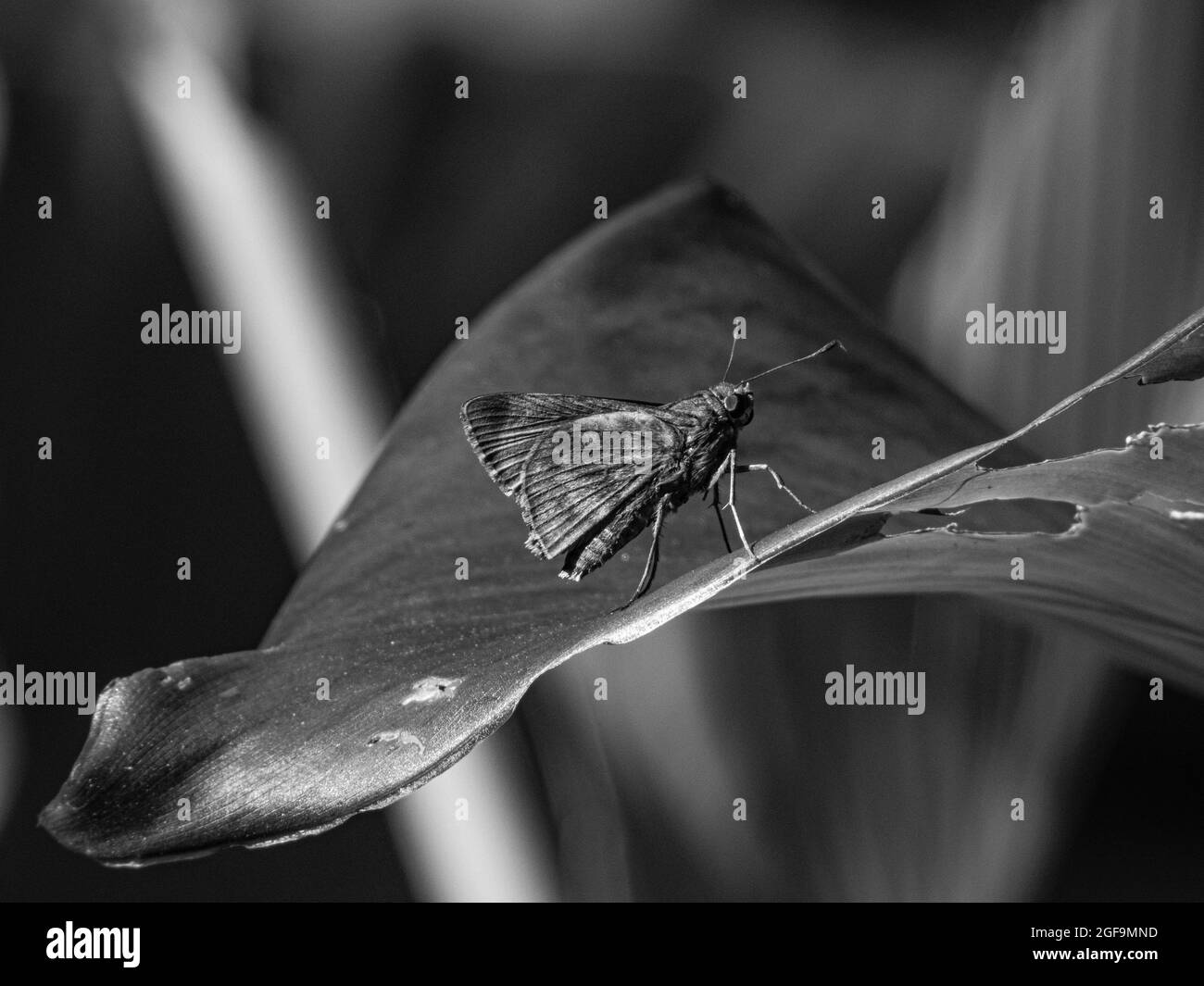 Spotted skipper butterfly Black and White Stock Photos & Images - Alamy