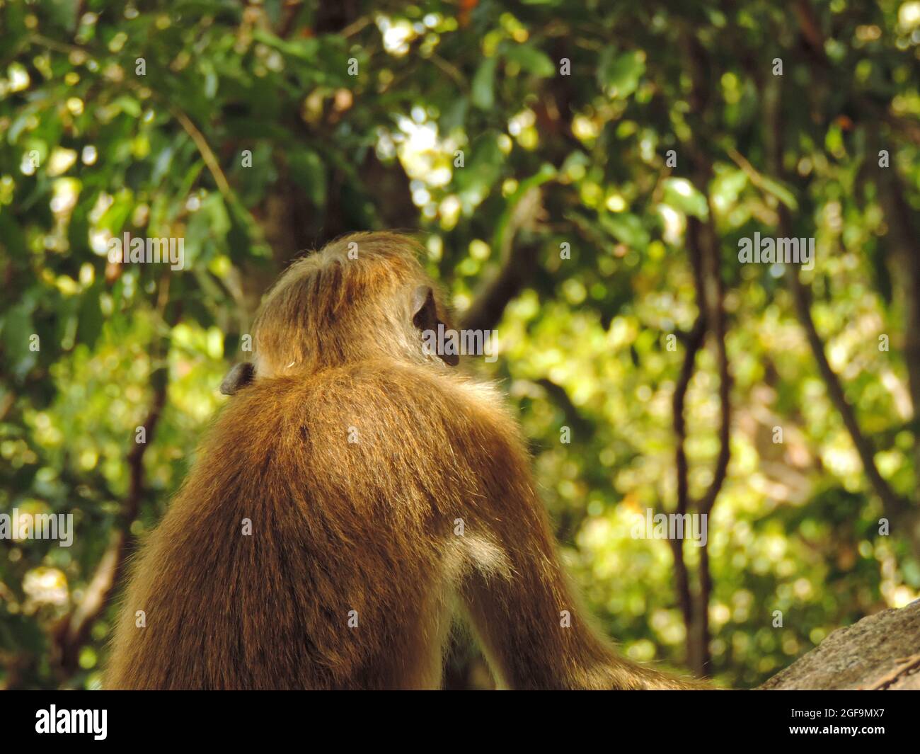monkey from behind on the way to the adams peak in sri lanka Stock ...
