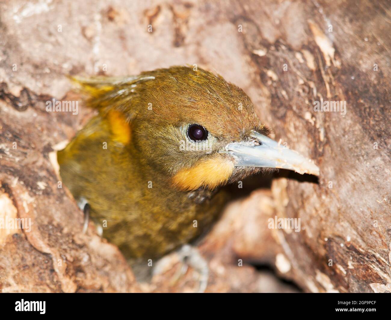 Greater Yellownape - Picus flavinucha mystacalis - looking from hollow ...