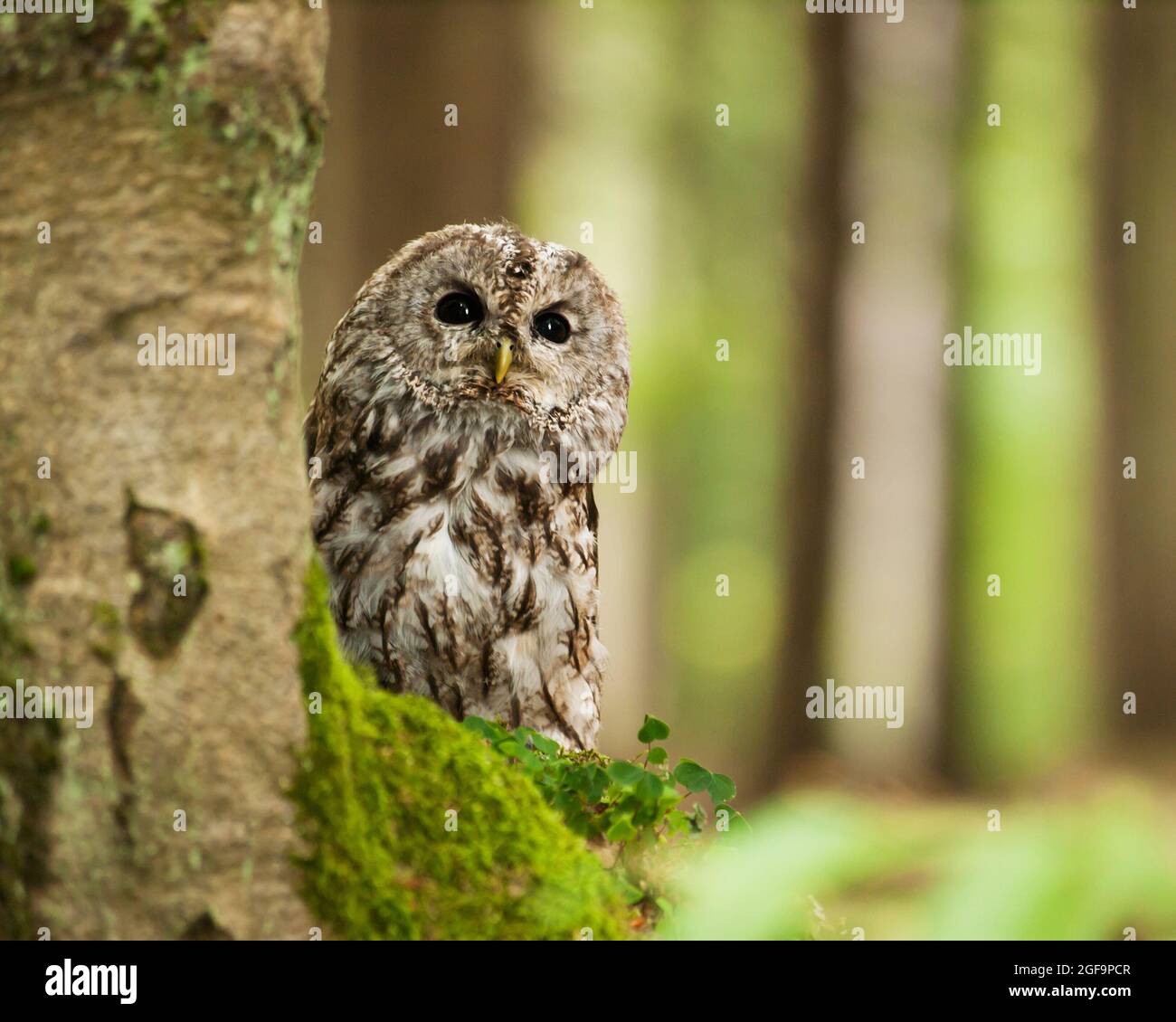 Owl forest hi-res stock photography and images - Alamy