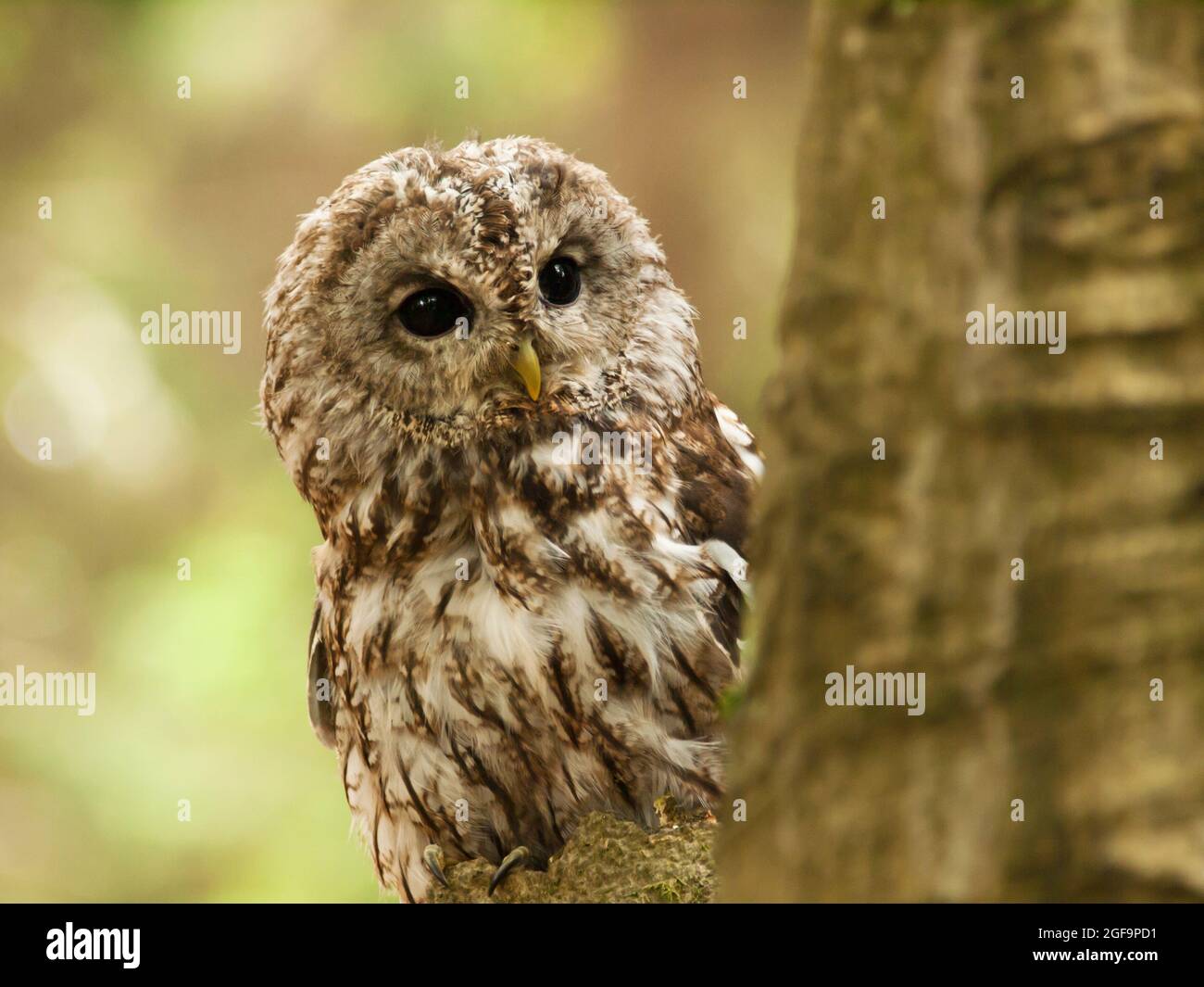 Owl looking behind hi-res stock photography and images - Alamy