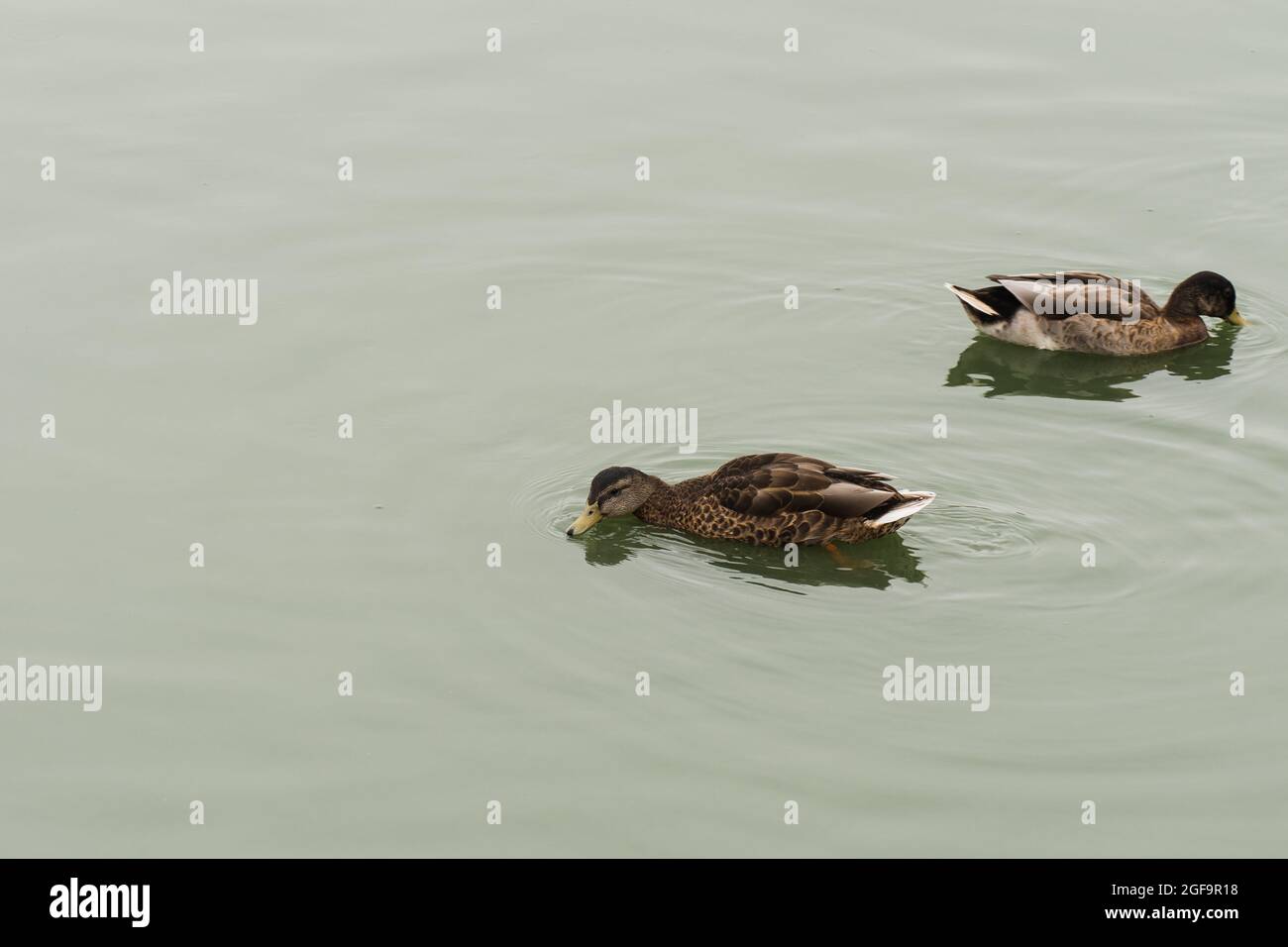 Small ducks on water surface Stock Photo - Alamy