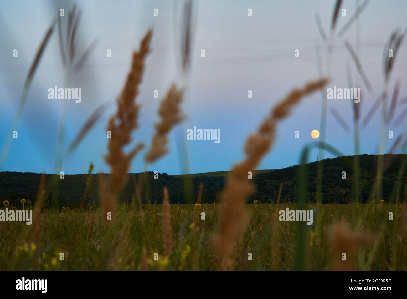 Field fog moon hi-res stock photography and images - Alamy
