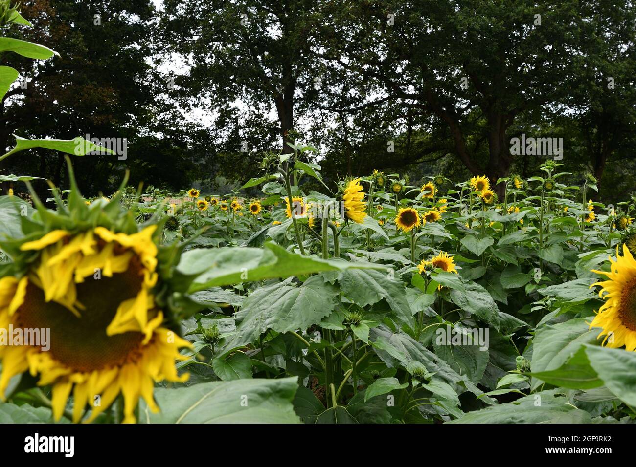 Sunflowers Helianthus uk Stock Photo - Alamy