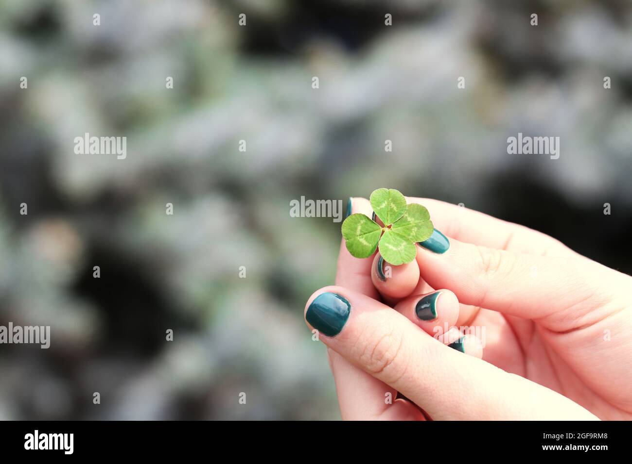 Four leaf clover in female hands closeup Stock Photo - Alamy