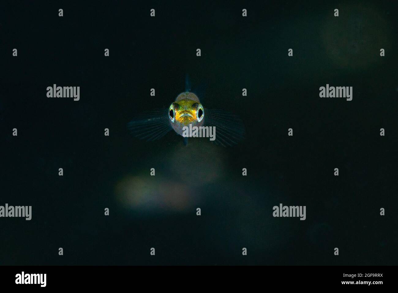Juvenile female two-spotted goby (Gobiusculus flavescens)posing for the ...