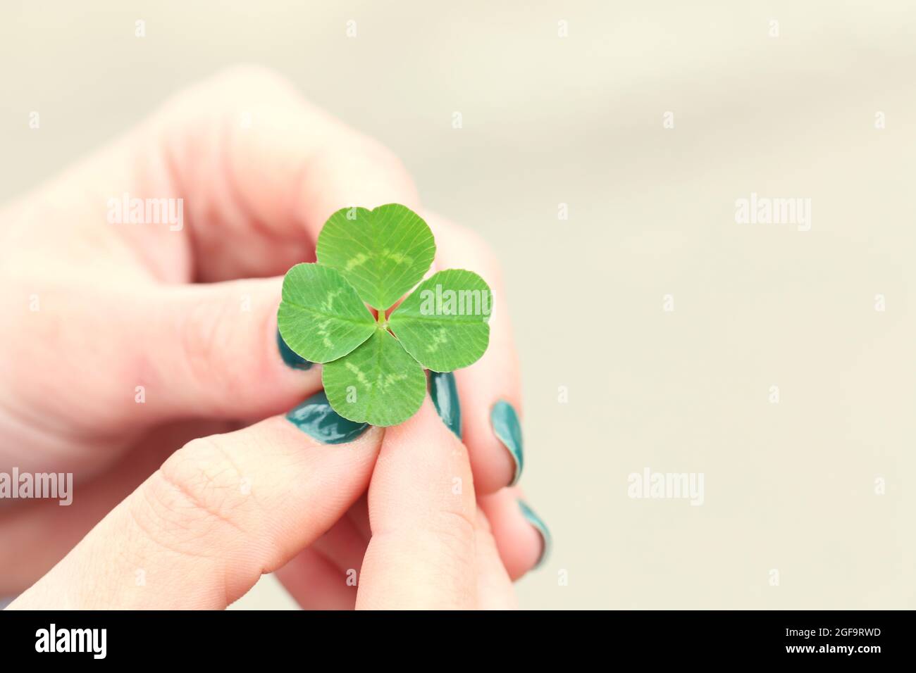 Four leaf clover in female hands closeup Stock Photo - Alamy