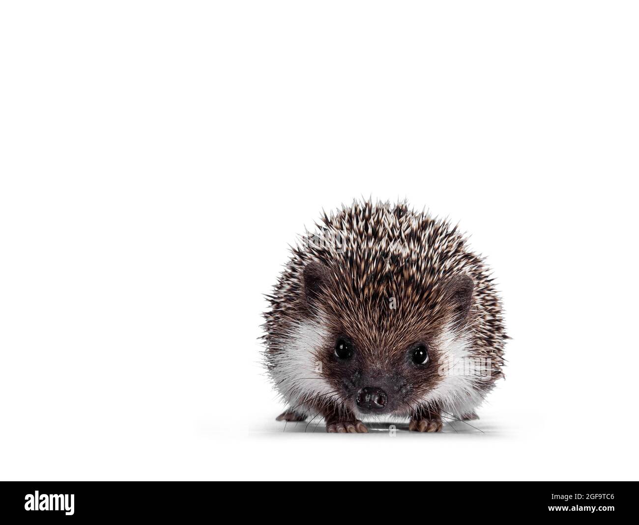 Cute full mask African Pygme Hedgehog, standing facing front. Looking ...