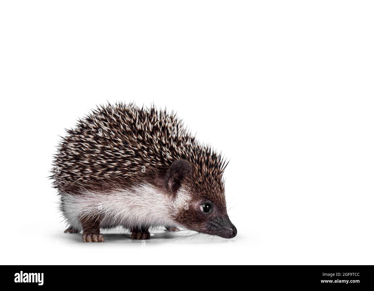Cute full mask African Pygme Hedgehog, standing facing front. Looking ...