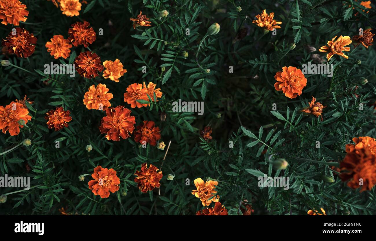 A group of small yellow-orange decorative garden flowers, top view ...