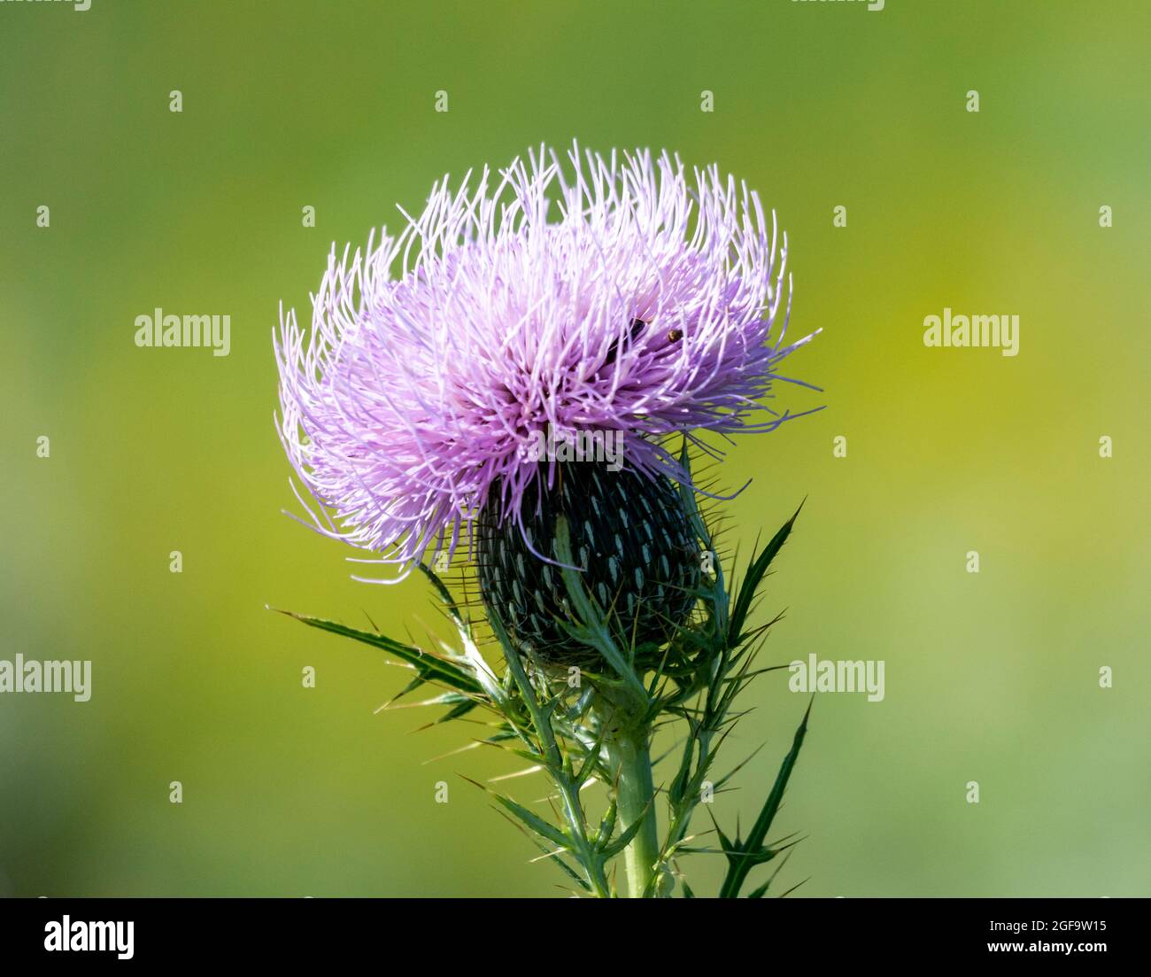 Pink globe thistle hi-res stock photography and images - Alamy
