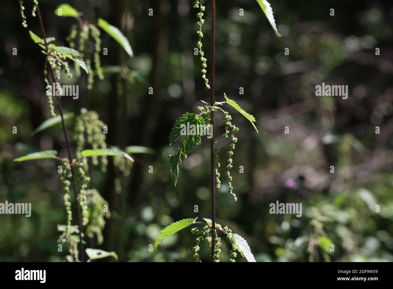 Nettle branch with seeds and leaves in the Forest Stock Photo - Alamy