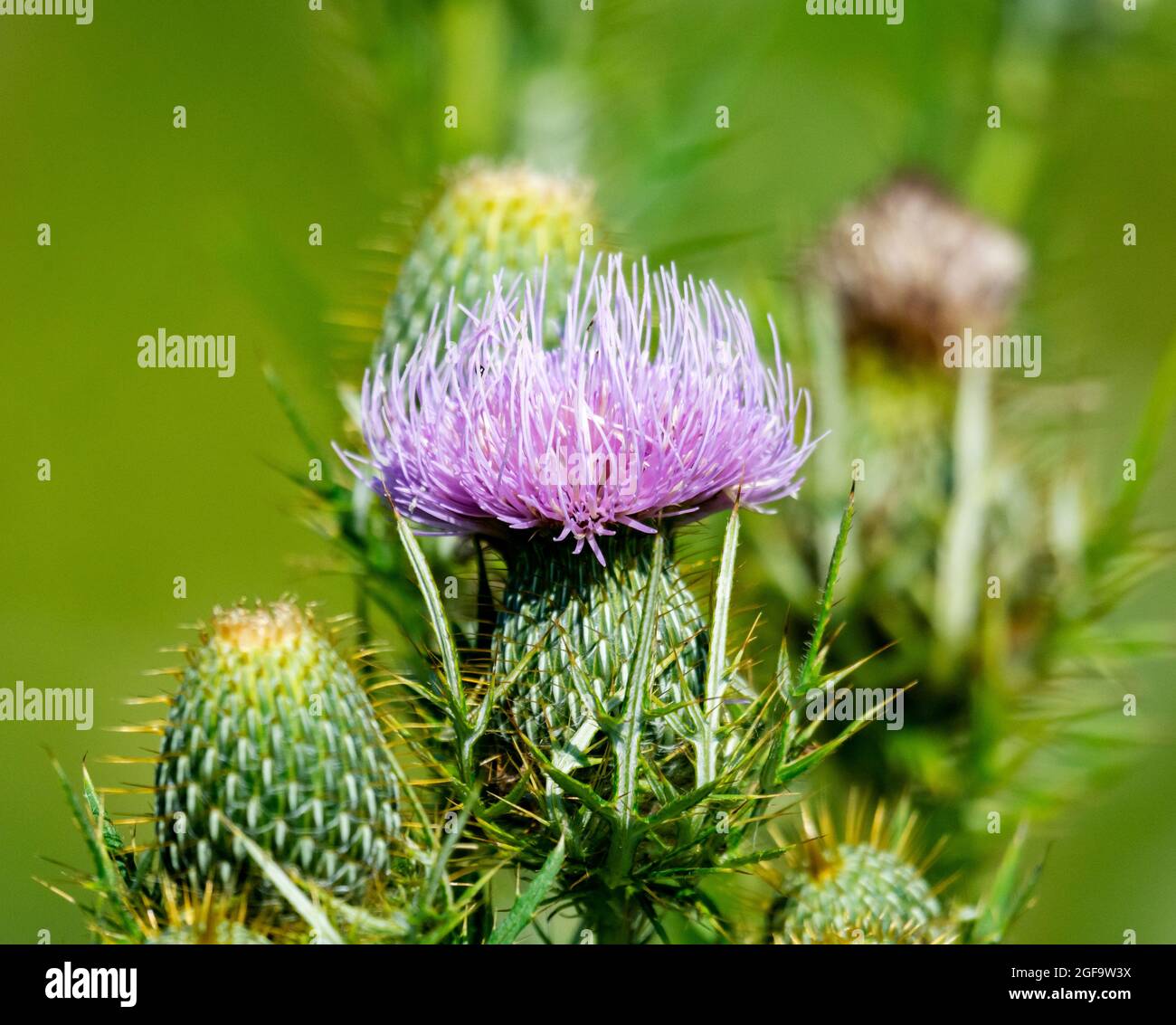 A close up shot of a thistle bloom Stock Photo - Alamy