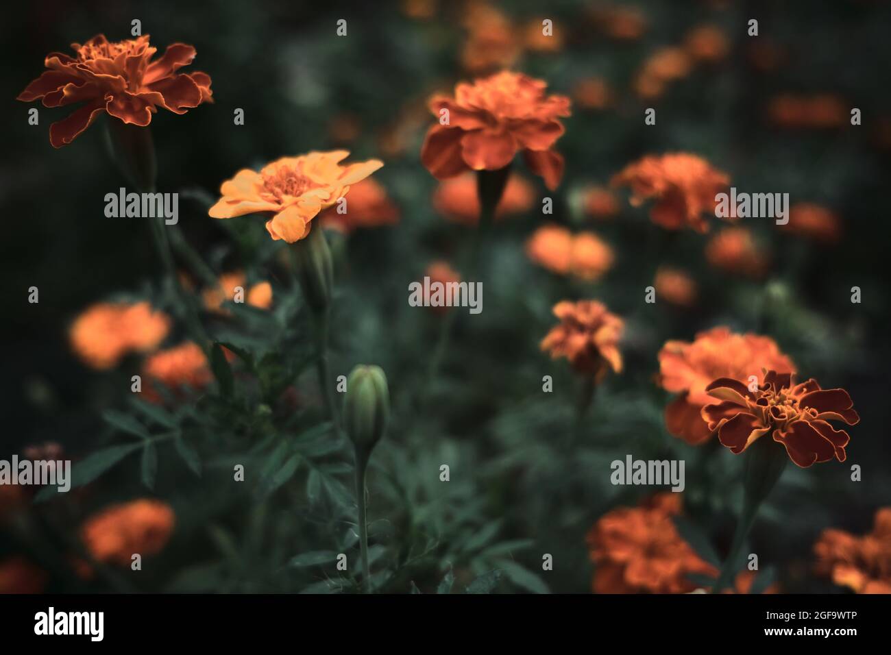 A group of small yellow-orange decorative garden flowers, side view ...