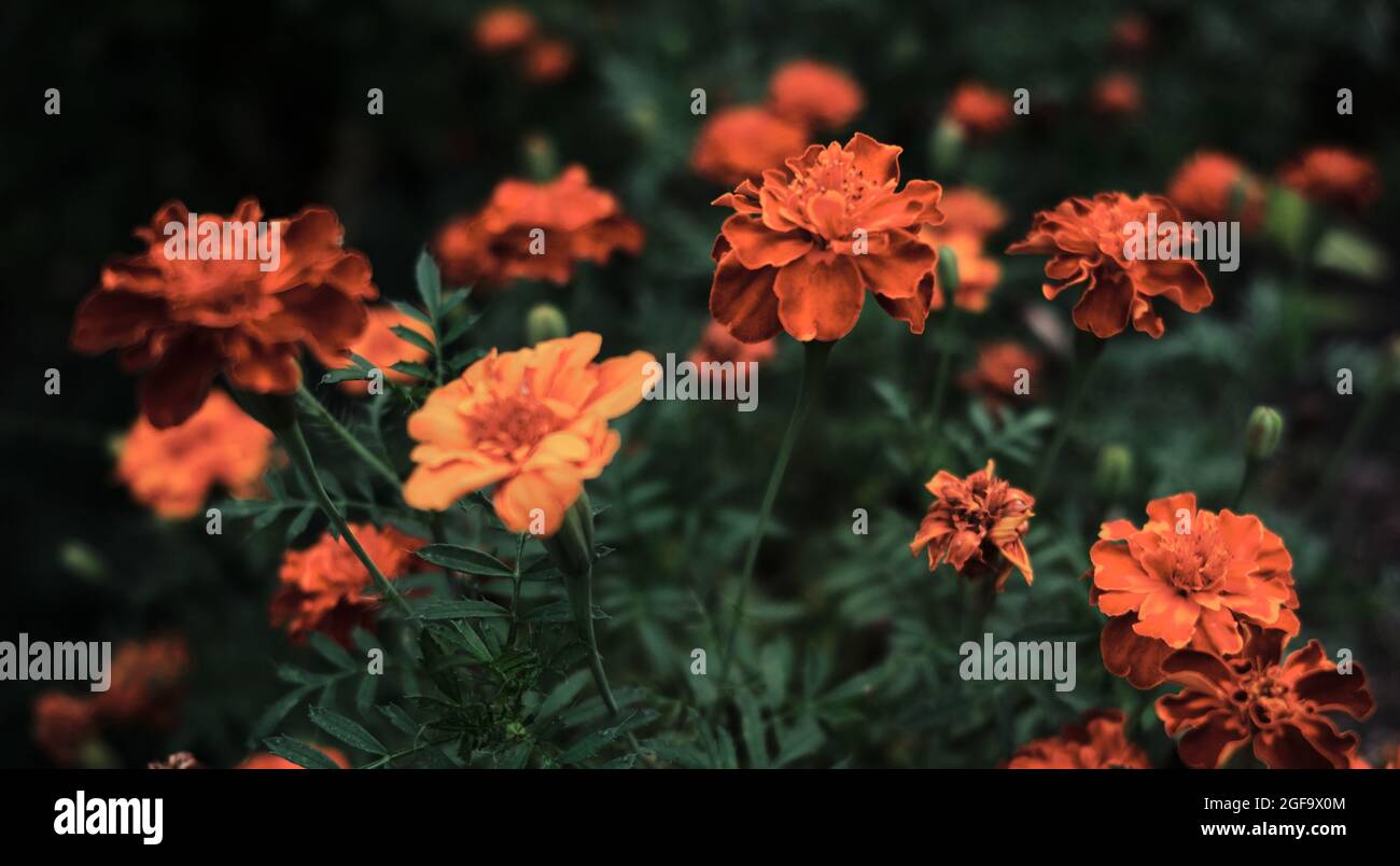 A group of small yellow-orange decorative garden flowers, side view ...
