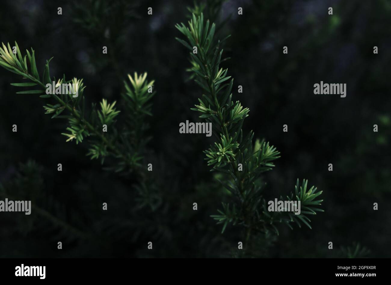 Minimalistic background with evergreen thorns. A branch of a spruce ...