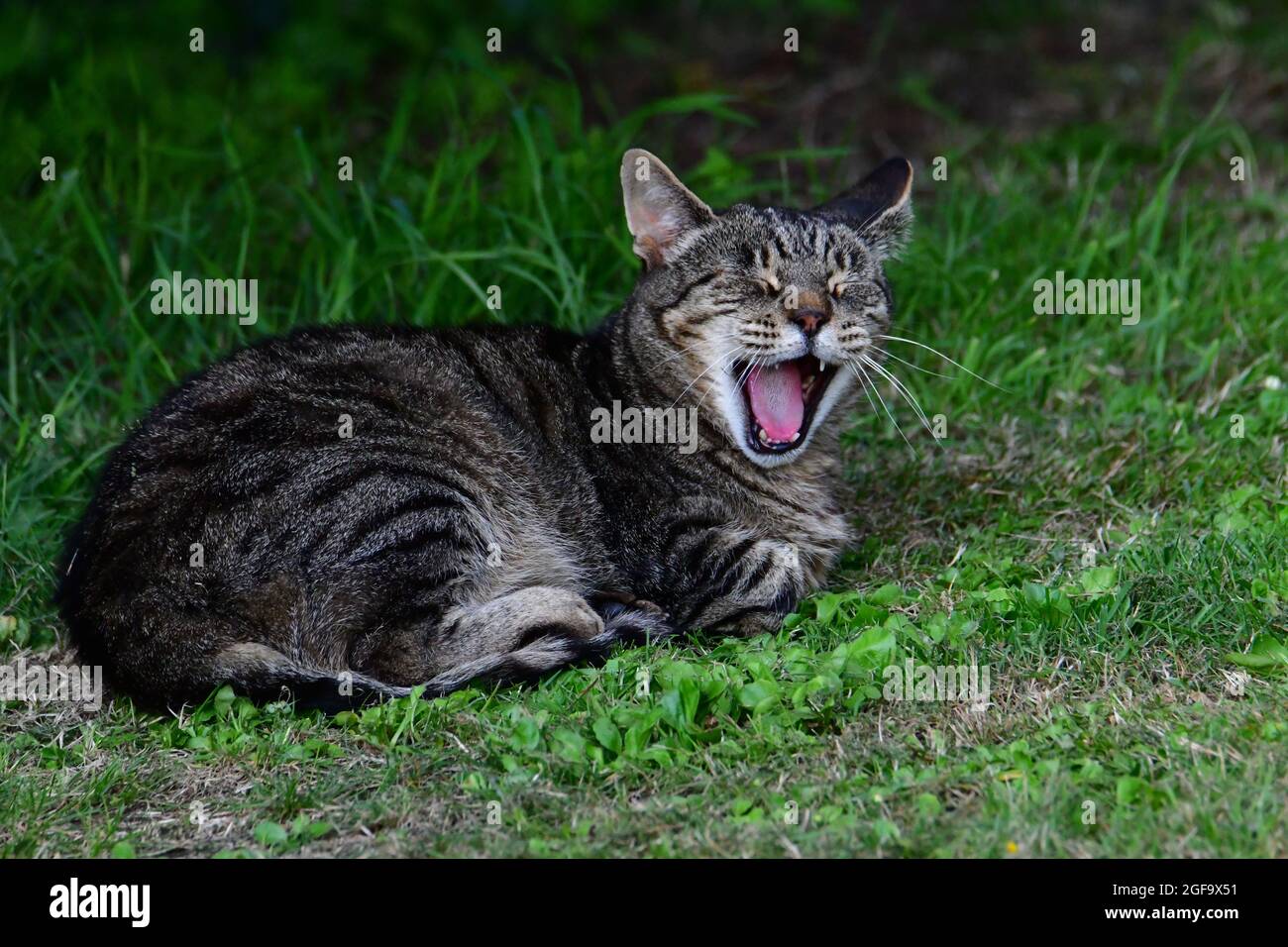 Tabby pattern provides camouflage hi-res stock photography and images ...