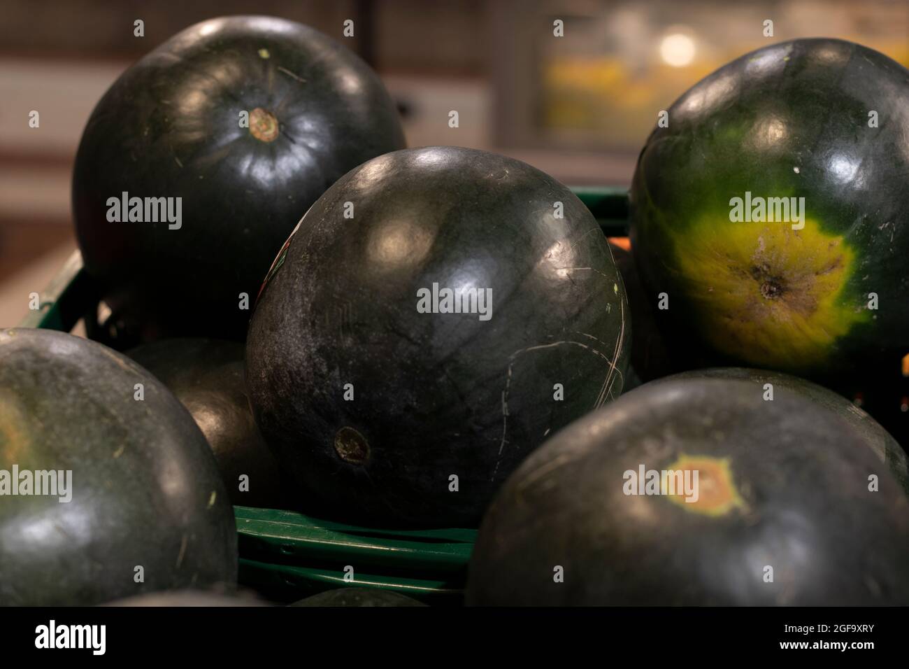 Watermelon cultivation hi-res stock photography and images - Alamy