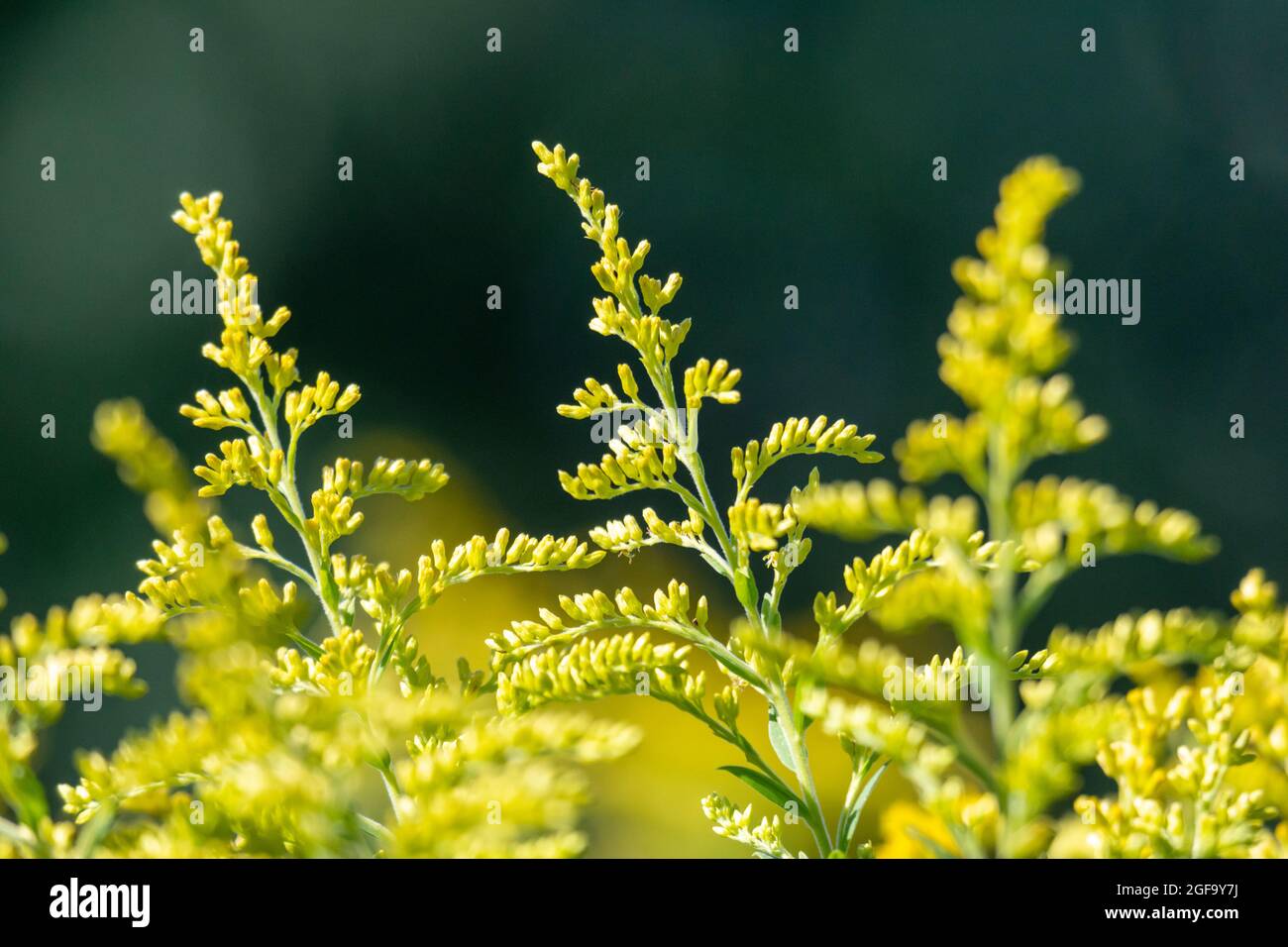 A field of golden rod on the verge of blooming Stock Photo - Alamy