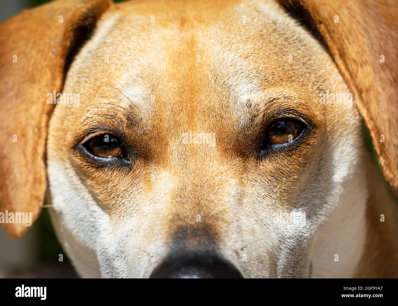 Beagle mutt hi-res stock photography and images - Alamy
