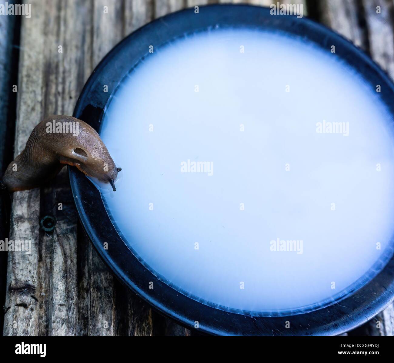 Tactile receptors hi-res stock photography and images - Alamy