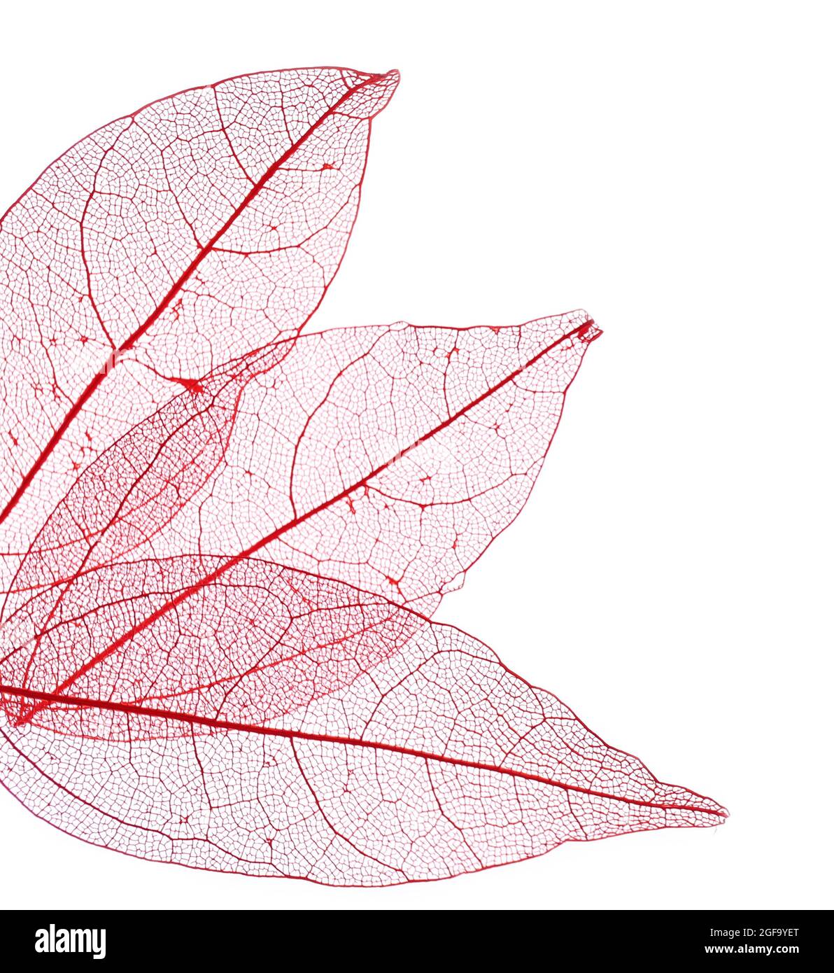 Skeleton leaves isolated on white Stock Photo - Alamy