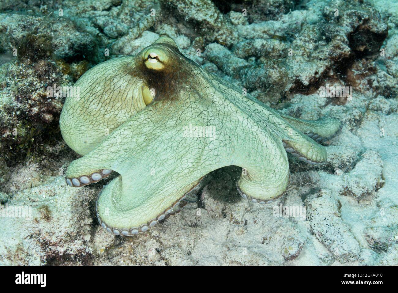 Octopus briareus; Caribbean reef octopus Stock Photo - Alamy