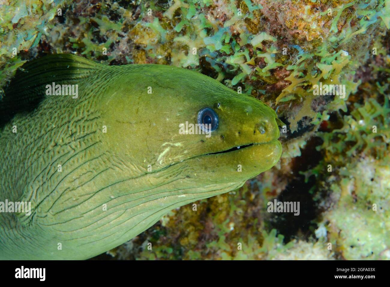 Green Moray Eel side shot Stock Photo - Alamy