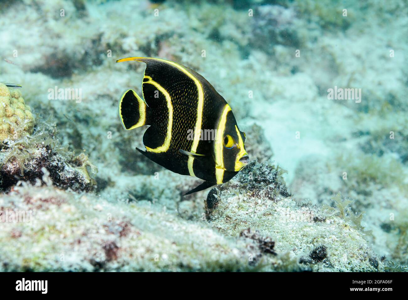 Caribbean angelfish closeup hi-res stock photography and images - Alamy