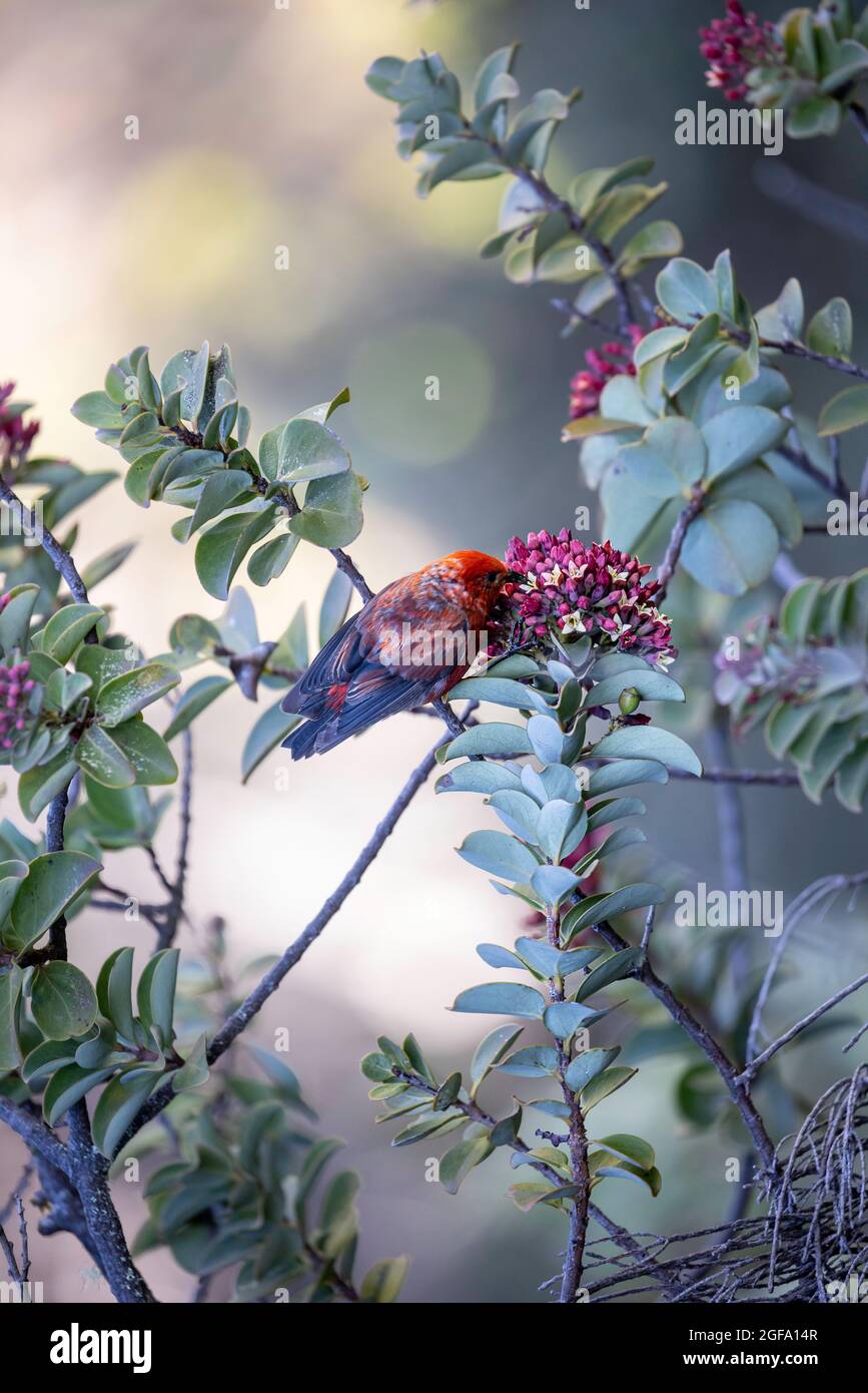 An apapane bird, Himatione sanguinea, an endemic species of Hawaiian ...