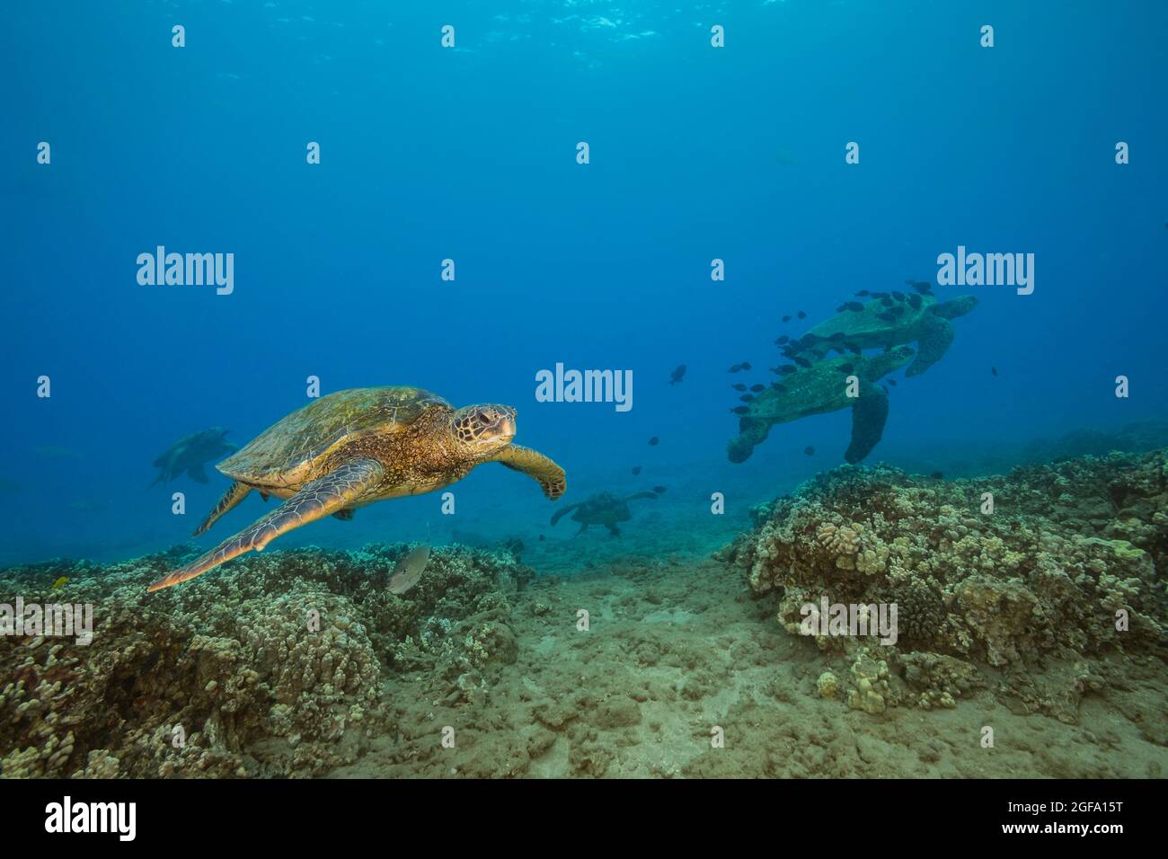 Green sea turtles, Chelonia mydas, line up at a cleaning station to get ...