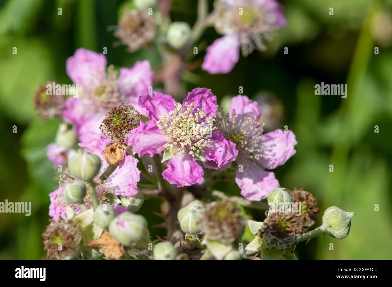 Brambles cut out hi-res stock photography and images - Alamy