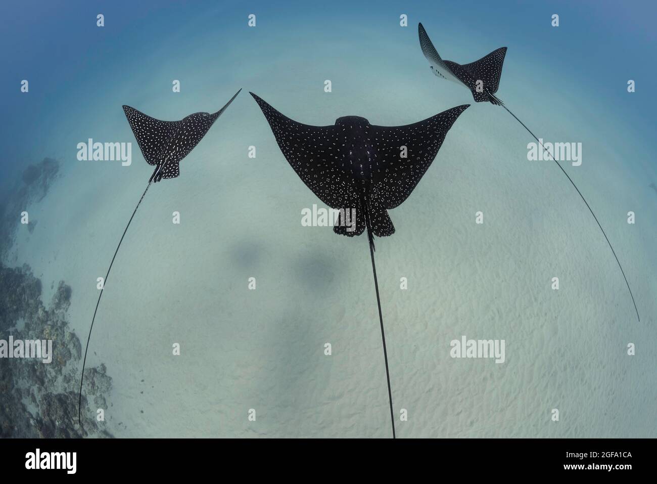 Spotted eagle rays, Aetobatis narinari, reach over six feet in wingspan ...