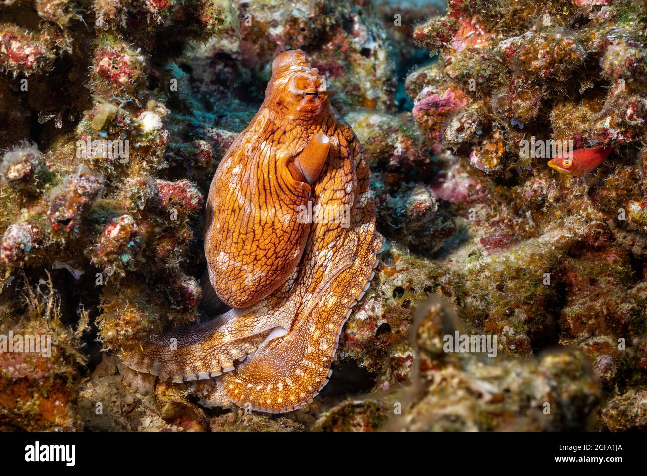 A small wrasse peeks out of the reef at a day octopus, Octopus cyanea ...