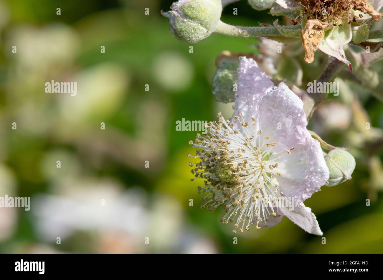 Macro shot of a white flower covered in dew droplets on a common ...