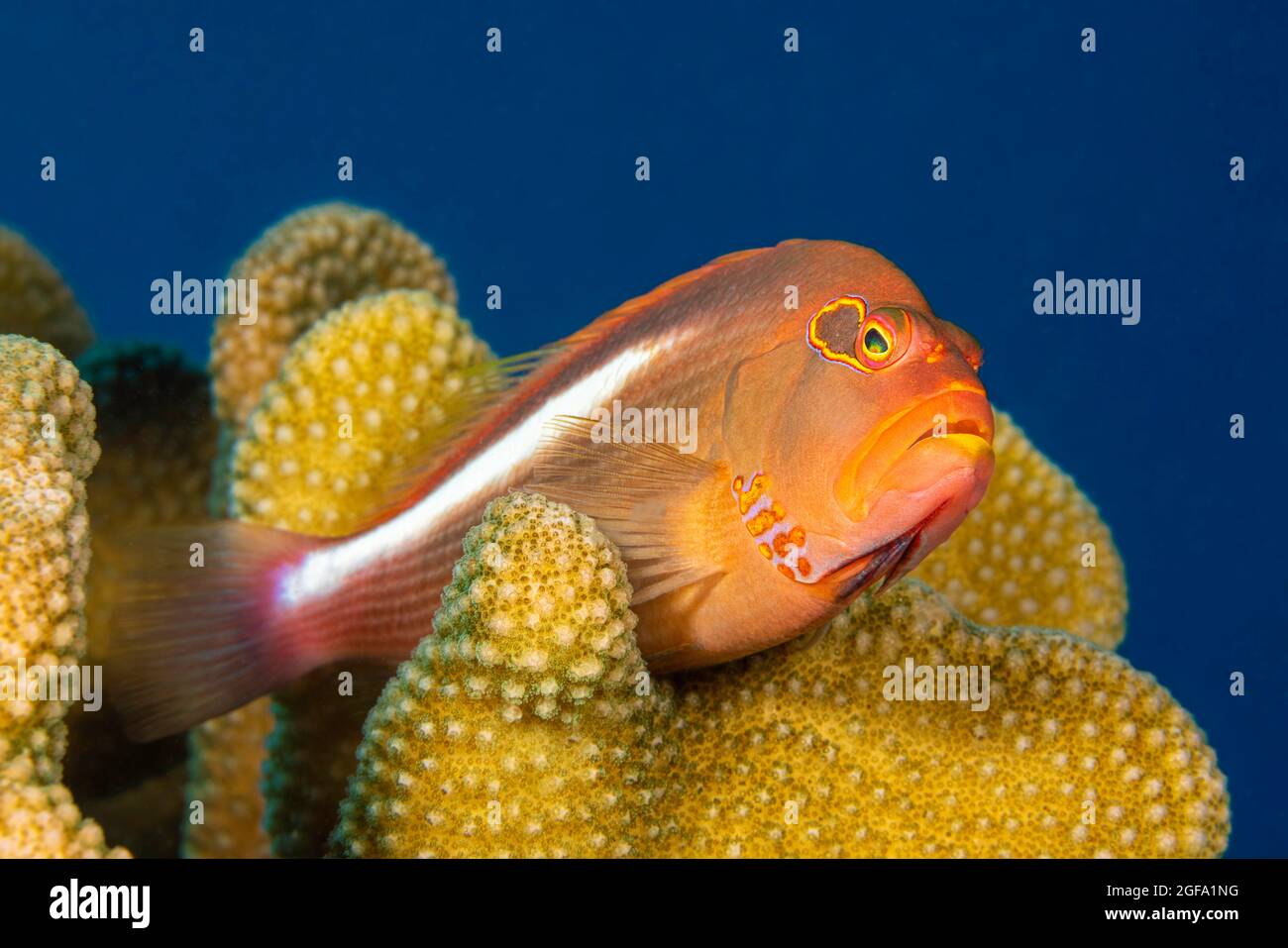 Arc eye hawk fish hi-res stock photography and images - Alamy