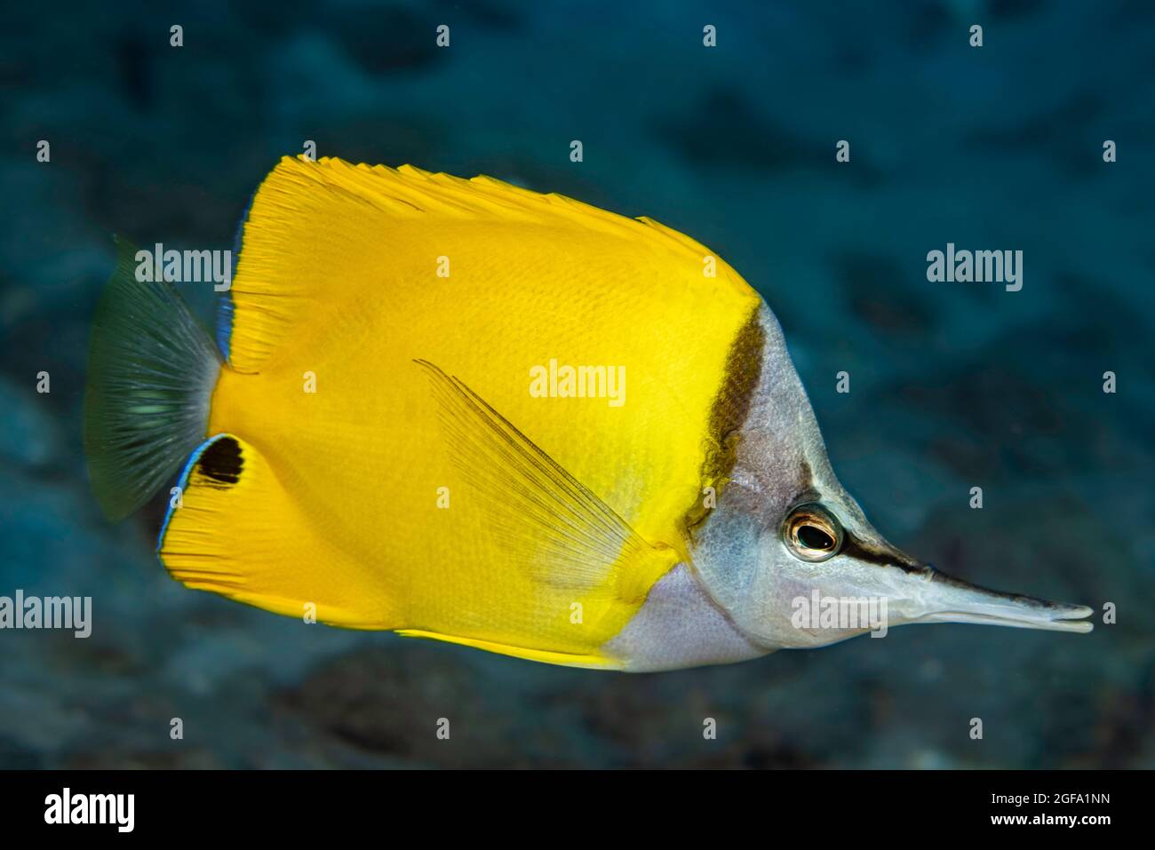 The forcepsfish or longnose butterflyfish, Forcipiger flavissimus, has ...