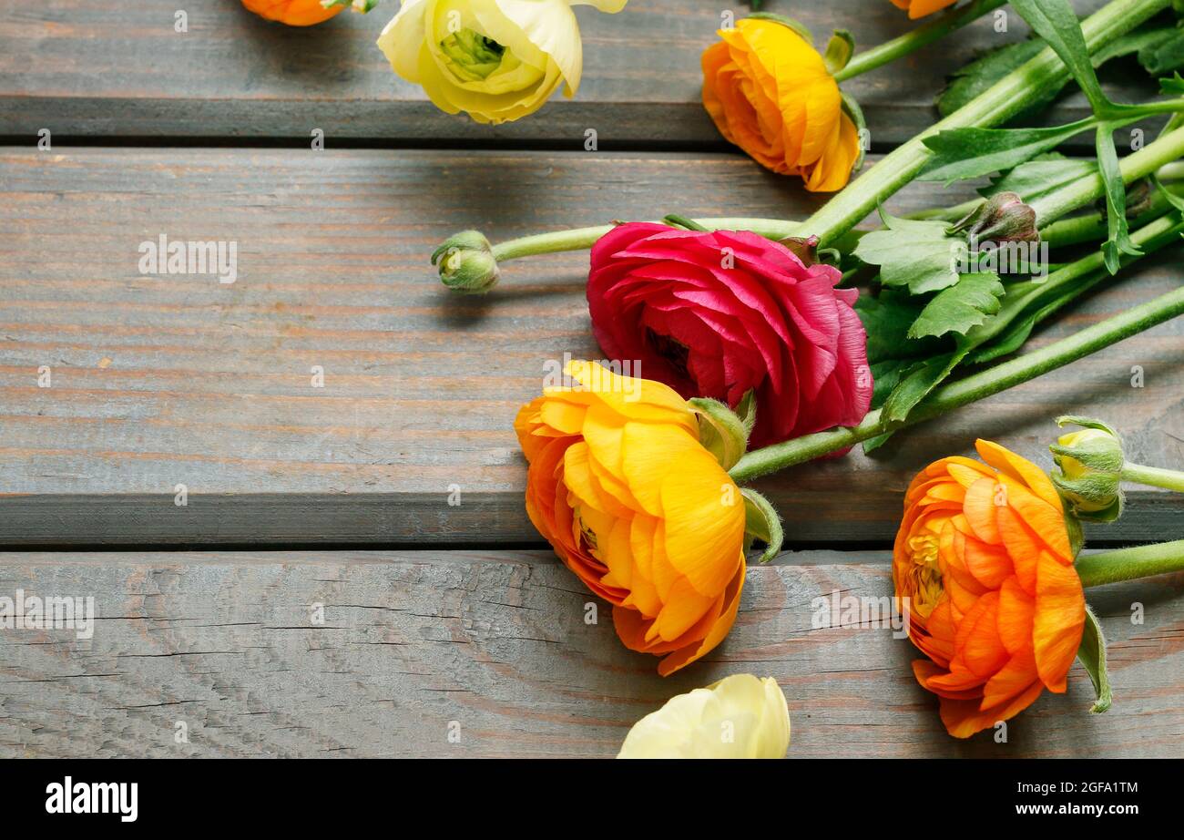 Colorful persian buttercup flowers (ranunculus) on wooden background ...