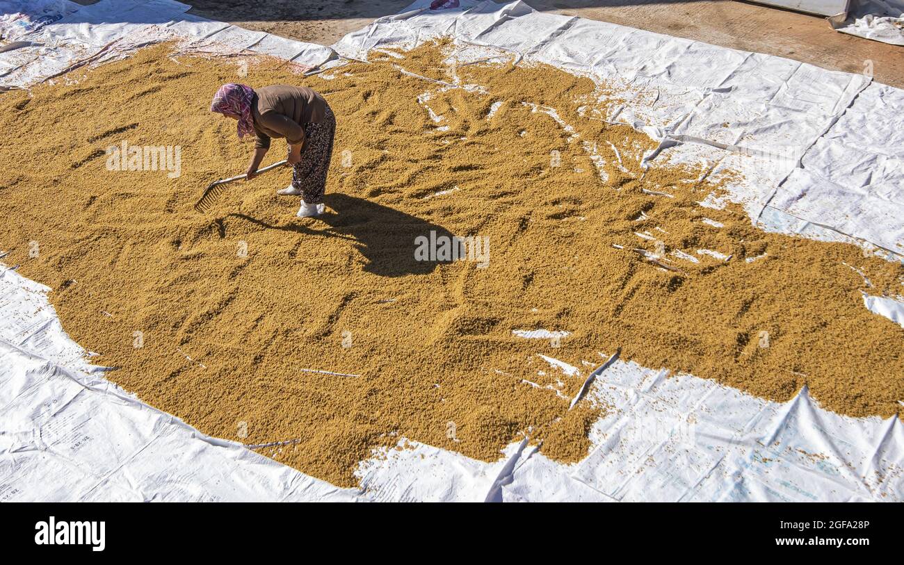 Boiled wheat which is used in bulgur production spreaded on the floor ...