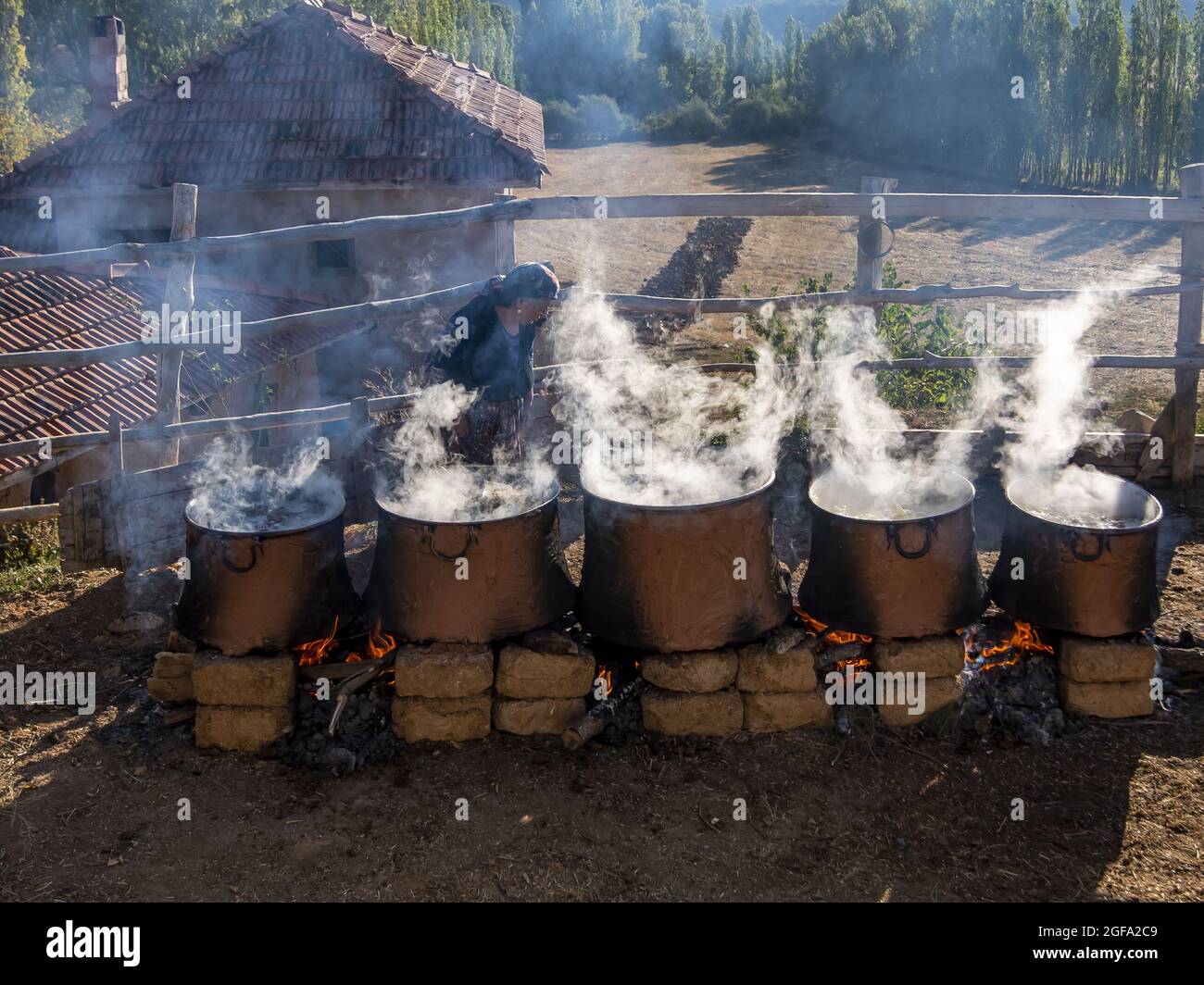 Boiled wheat which is used in bulgur production spreaded on the floor ...