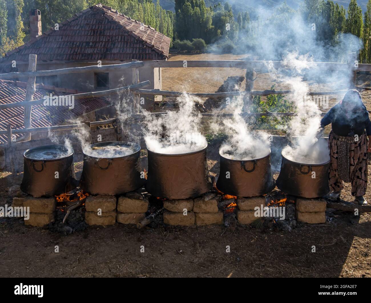 Boiled wheat which is used in bulgur production spreaded on the floor ...