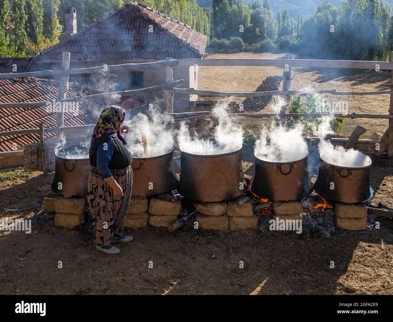 Boiled wheat which is used in bulgur production spreaded on the floor ...
