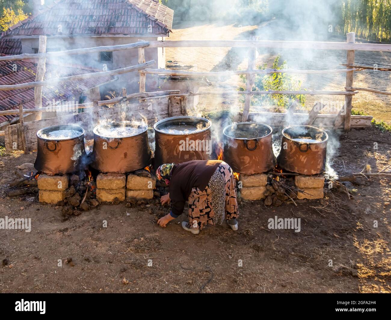 Boiled wheat which is used in bulgur production spreaded on the floor ...