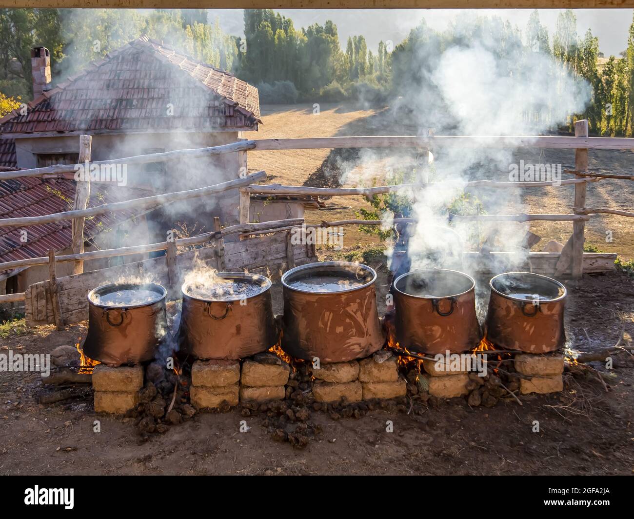 Boiled wheat which is used in bulgur production spreaded on the floor ...