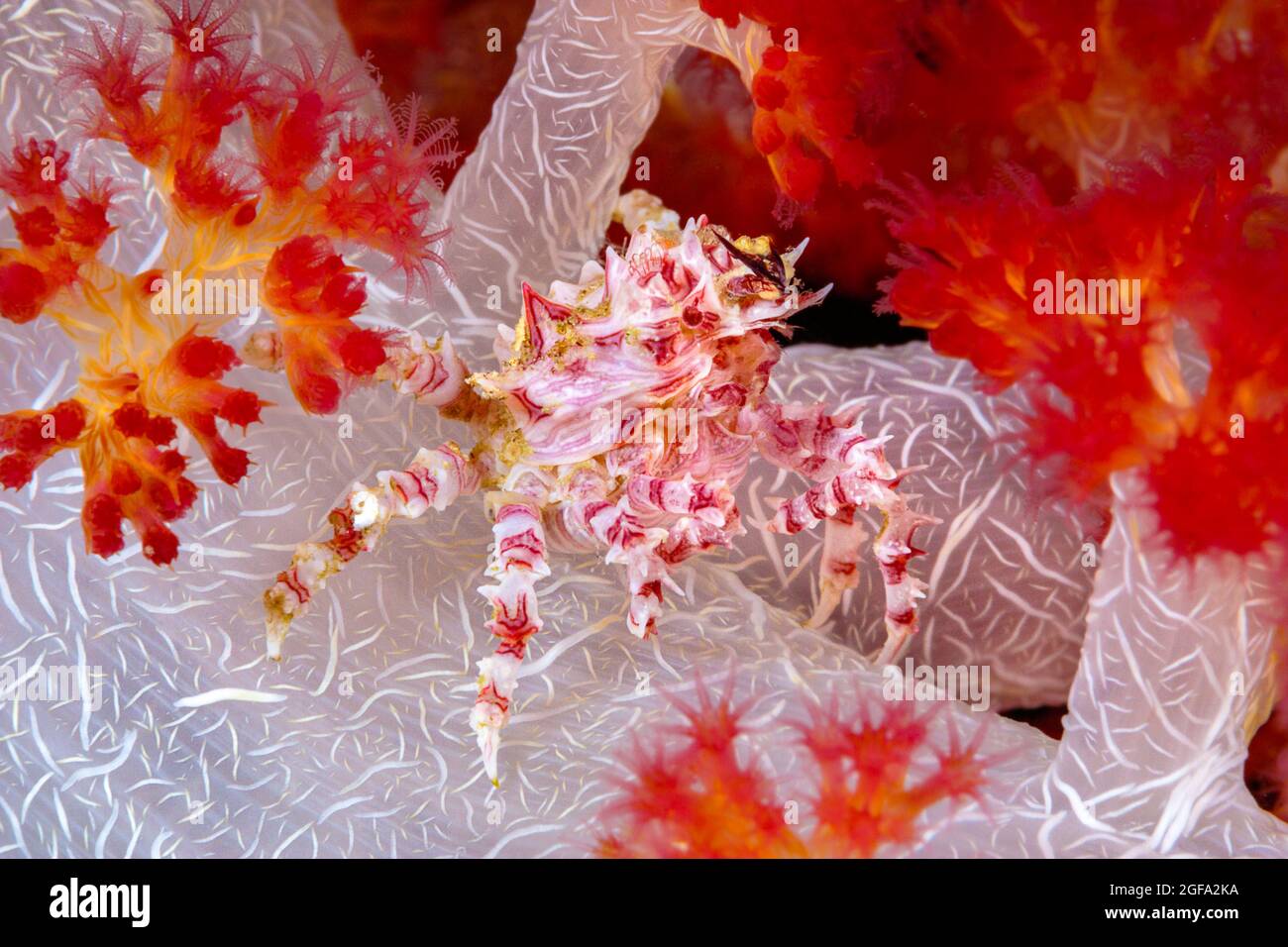 The body of the soft coral spider crab, Hoplophrys oatesii, is covered ...